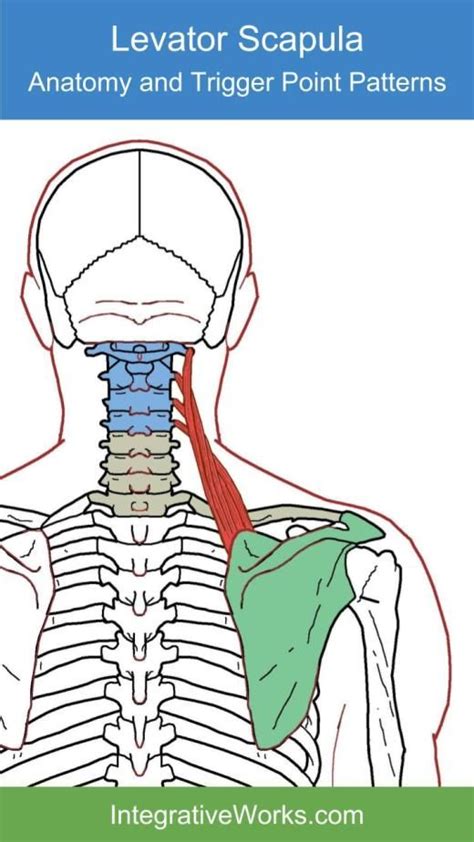 Levator Scapula Functional Anatomy Integrative Works Trigger Points Neck Pain Scapula