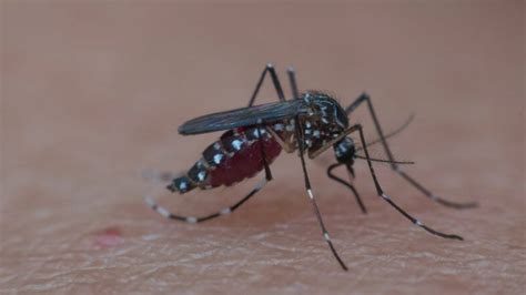 Dengue Grips Delhi Highest Number Of Cases Recorded In Past 4 Years