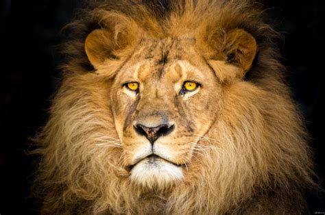 Лев Фото Анфас – Telegraph