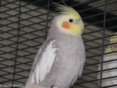 Olive Cockatiel