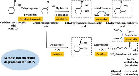 Aerobic And Anaerobic Biodegradation Pathways Of Chca Download