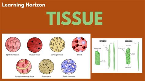 Tissues Class 9 Science Notes PDF Chapter 6 With Diagrams Best Learninghorizon In
