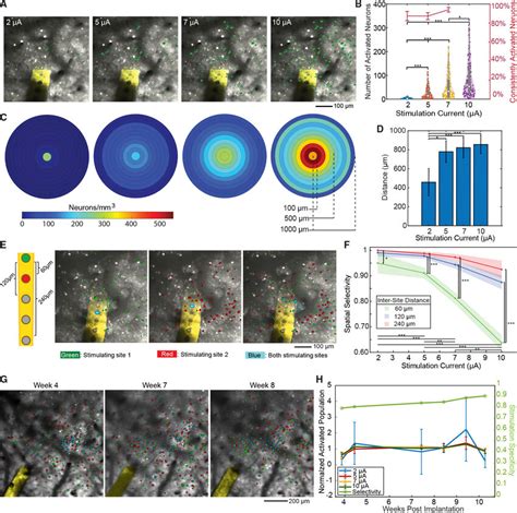 stimnet elicits spatially localized neuronal activation at low currents