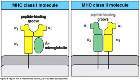Antigen Presentation Flashcards Quizlet