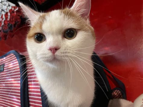 먼치킨 콩이 고양이책임분양 ♥ 강아지무료분양 고양이무료분양 유기견입양 아이조아요양보호소