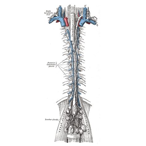 Thoracic Duct Anatomy