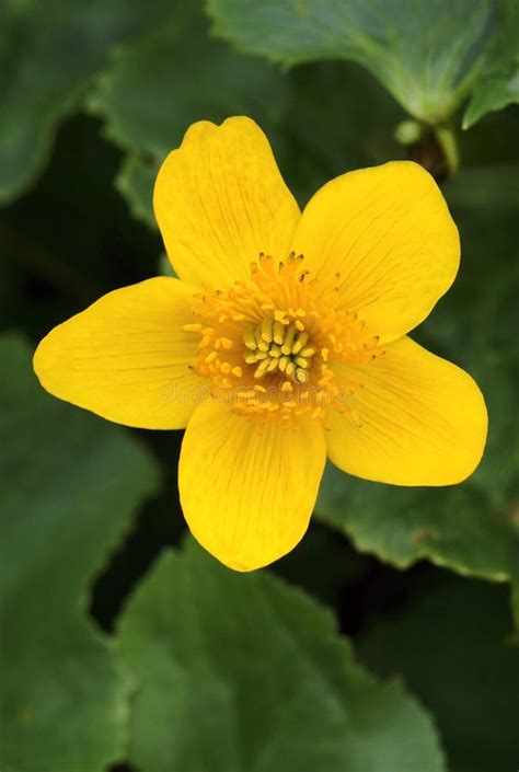 Marsh Marigold Flower Caltha Palustris Stock Image Image Of Herb