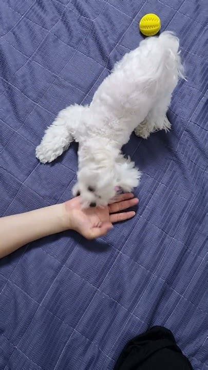 코코 미댕이짓하고 핥아줌 Youtube