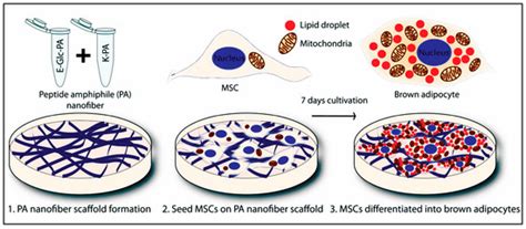 Multifunctional Self Assembled Peptide Hydrogels For Biomedical Applications