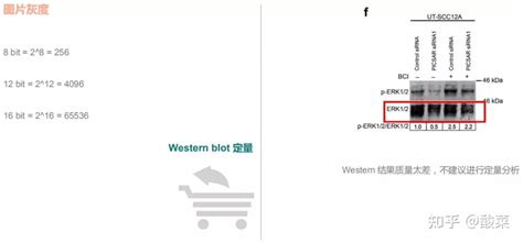 Image J是最常用的western Blot定量方法 详解image J软件分析图片灰度状态表达的方法及步骤 知乎