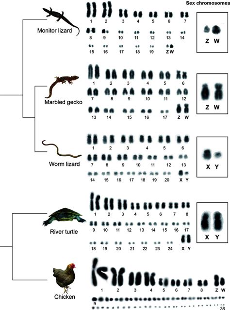 Diversity Of Reptile Sex Chromosome Evolution Revealed By Cytogenetic