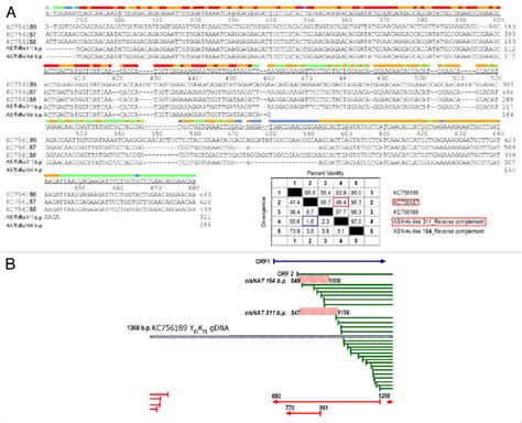A Multiple Sequence Alignment Megalign Dnastar Lasergene Of Y N K