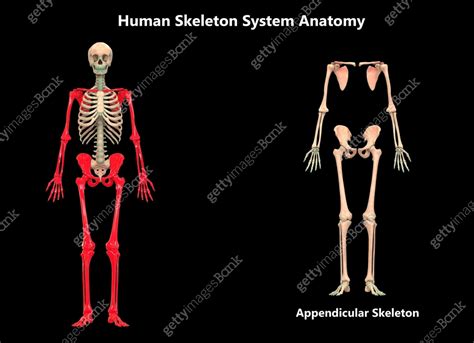 Human Skeleton System Appendicular Skeleton Anatomy 이미지 1071636964 게티이미지뱅크