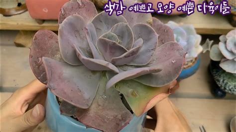 보라보라 색감 예쁜 다육이들 ~다부댁의 마음을 훔쳐갔던 이 다육이 ~ 완전 얼큰이로 크고 있어요 Youtube