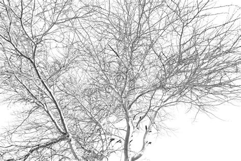 추상적인 배경 사진으로 남아공의 맑은 하늘에 있는 오래된 나무와 가지 사진 무료 다운로드 Lovepik