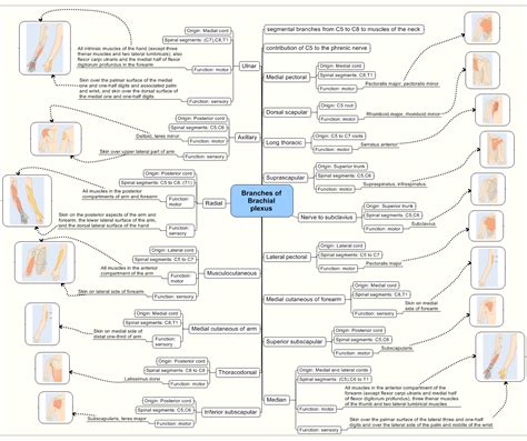Difference Between Dermatome And Myotome Definition Supply Of Spinal