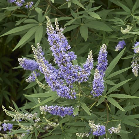 Chaste Tree Chaste Berry Monks Pepper Vitex Agnus Castus