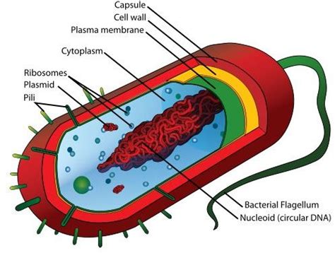 Prokaryotes Reproduction And Binary Fission
