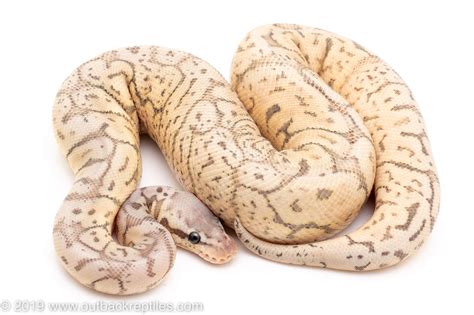 Black Pewter Ghost Ball Python