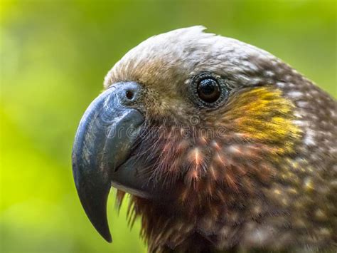 新西兰当地kaka鹦鹉 库存图片 图片 包括有 敌意 捕鸟的人 本质 少见 公开承认 结转 103504683