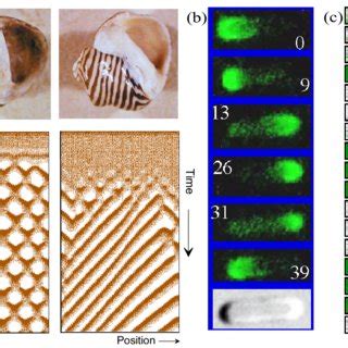 Pattern Formation By Three Component Systems As Turing Mentioned Download Scientific Diagram