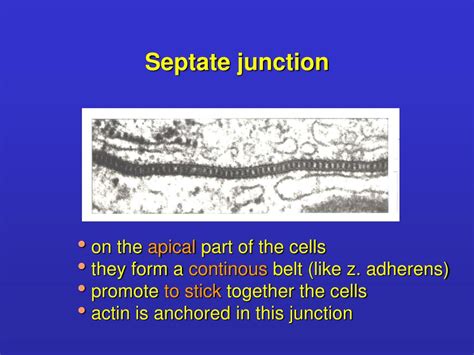 PPT Adhesion Cell Junctions PowerPoint Presentation Free Download ID 404906
