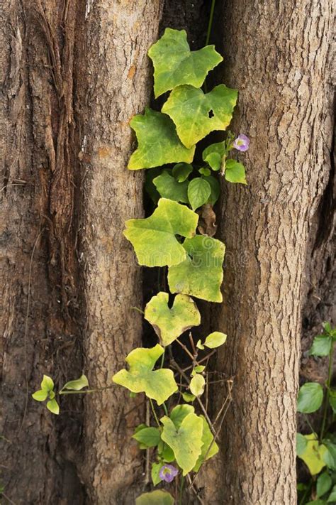 New Leaves On A Tree Trunk Indian Forest Stock Photo Image Of Nature Business