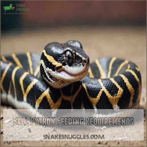 How Many Mice Should I Feed My Ball Python Feeding Guide