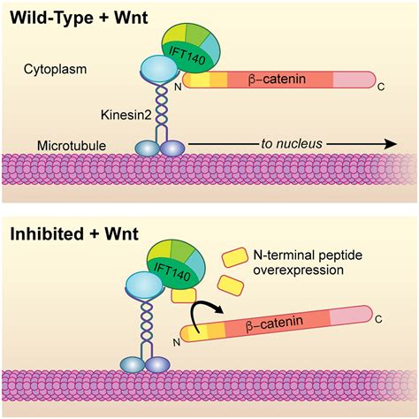 Wgwnt Signaling Induced Nuclear Translocation Of β Catenin Is Attenuated By A β Catenin Peptide