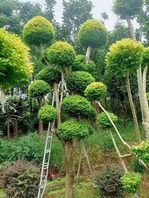 多头亮晶女贞桩 亮晶女贞 亮晶女贞球 亮晶女贞塔型 亮晶女贞锥
