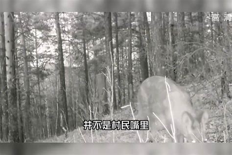 男子路过围墙时发现地上有个马头上前一看不淡定了