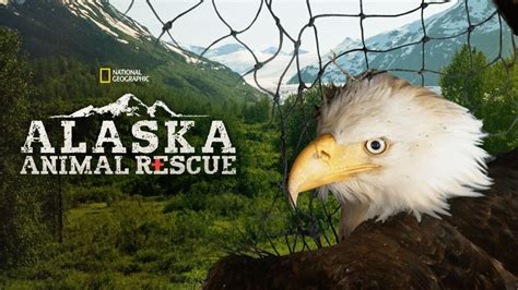 Kijk De Volledige Afleveringen Van Alaska Animal Rescue Disney