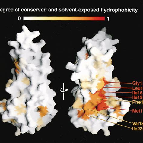 Surface Properties Of The Sec7 Domain Download Scientific Diagram