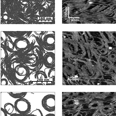 Examples Of The Structures Formed In Our Lattice Model Left And Download Scientific Diagram
