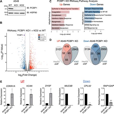 The Rna Binding Protein Pcbp1 Modulates Transcription By Recruiting The G Quadruplex Specific