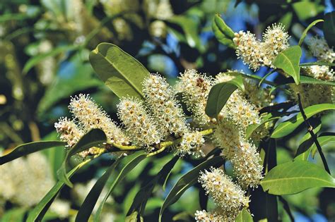 Más De 30 000 Imágenes Gratis De Hojas De Laurel Y Naturaleza Pixabay