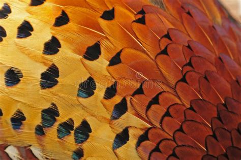 Texture Pheasant Feather Stock Illustration Illustration Of Texture