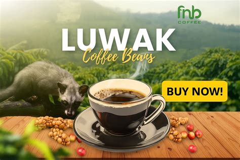13 Most Expensive Coffee In The World Fnb Coffee Indonesia Green