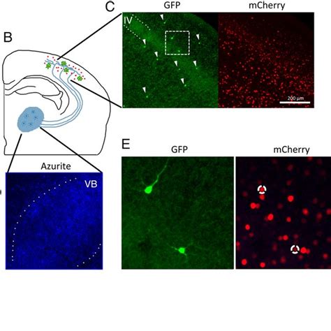 Visualization Of Past Thalamocortical Connections In The Developing