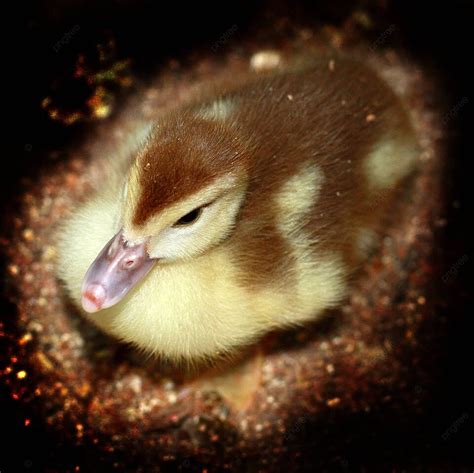 Duckling Gosling Water Wild Photo Background And Picture For Free Download Pngtree