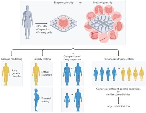 ‘body On Chip Microfluidic Solutions To Leverage 3d Printing