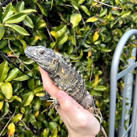 2023 Banana Pectinata Male Other Iguana By East Bay Vivarium