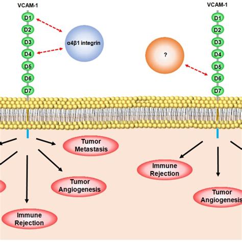 Pdf Emerging Roles Of Vascular Cell Adhesion Molecule 1 Vcam 1 In Immunological Disorders