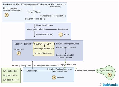 Blood Serum Bilirubin And Urine Bilirubin Tests Normal Range And