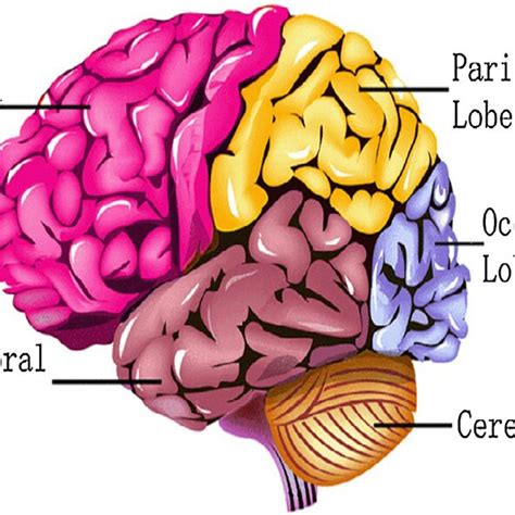 Physiological Structure Of The Cerebral Cortex Download Scientific Diagram