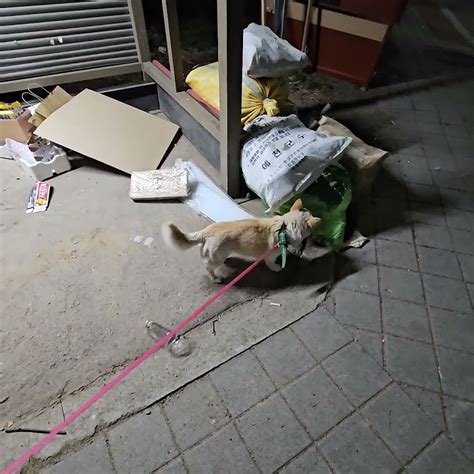 개와 고양이가 있는 저녁 산책 Youtube