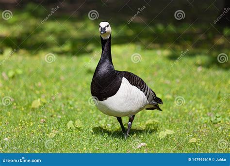 Goose Grass Fore Foot Grass Wire Grass Yard Grass Eleusine Indica L Gaertn Royalty Free