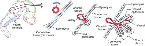 The Ventricles Choroid Plexus And Cerebrospinal Fluid Clinical Tree