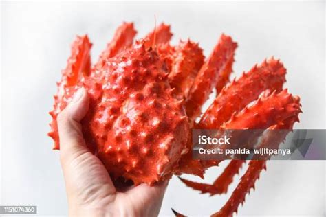 알래스카 왕 게 조리 된 증기 또는 삶은 해산물을 손에 들고 빨간 게 홋카이도 끓음에 대한 스톡 사진 및 기타 이미지 끓음