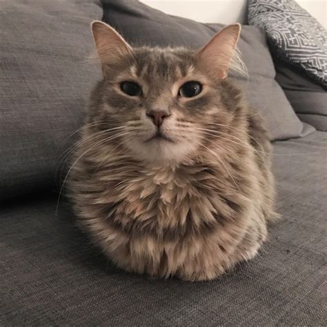 Loaf Of Bread Cat